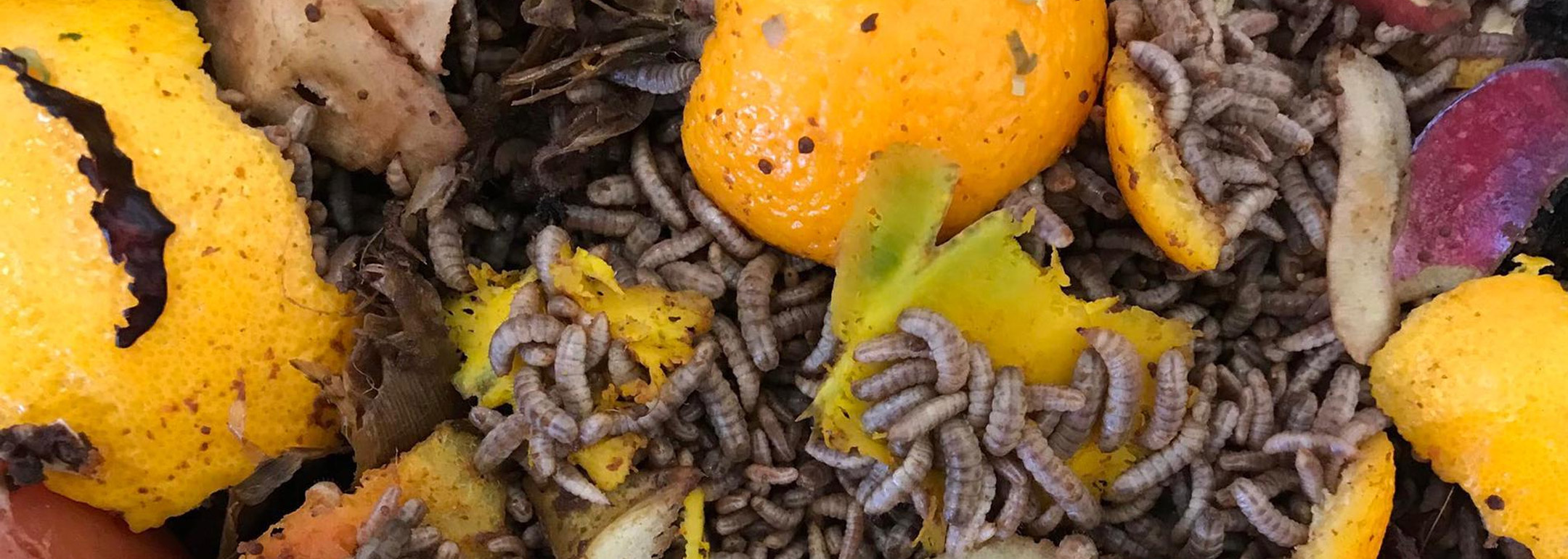 Biosustain | Discover Eco-Friendly Animal Feed Protein.