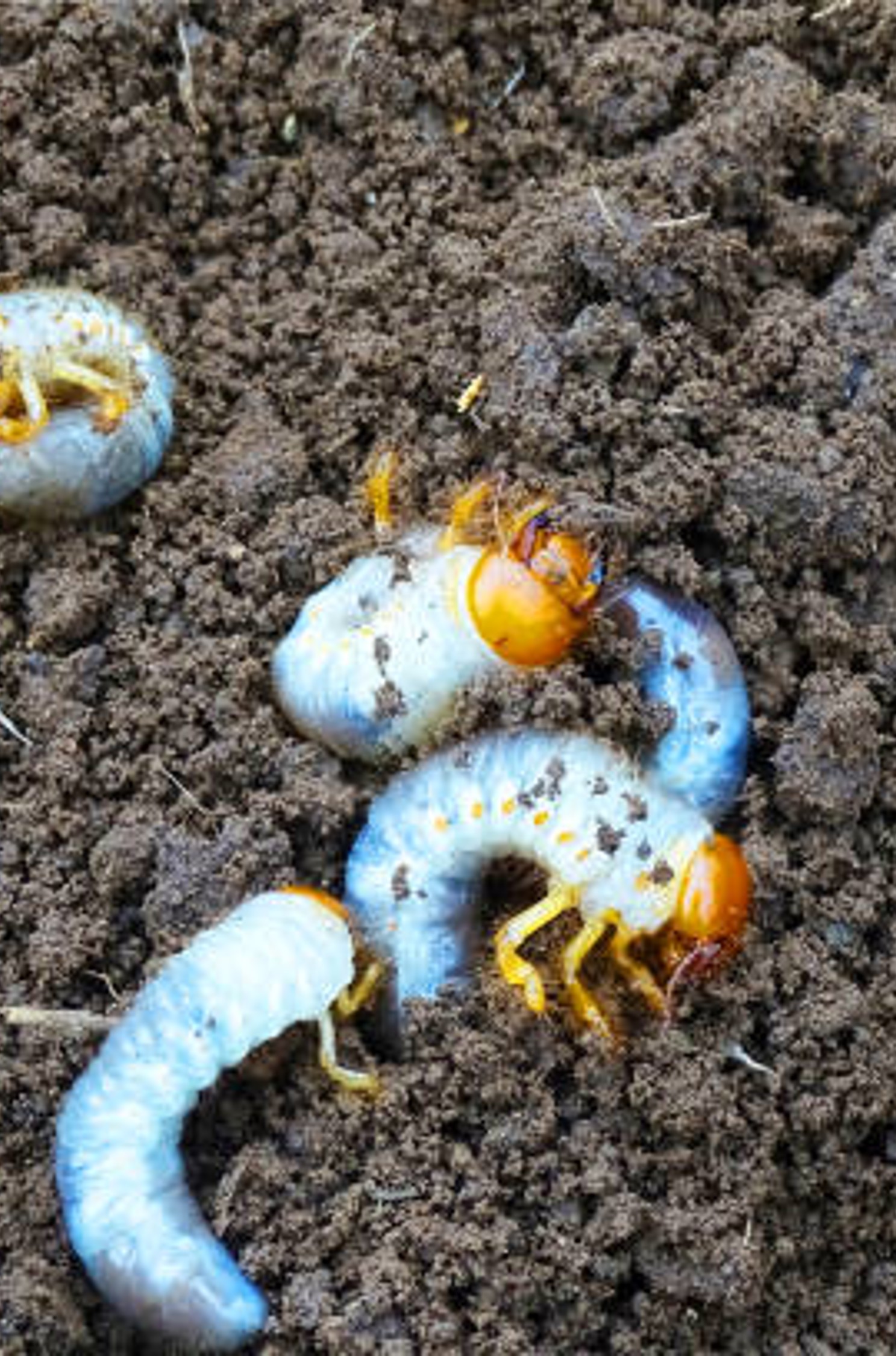 Biosustain | Discover Eco-Friendly Animal Feed Protein.